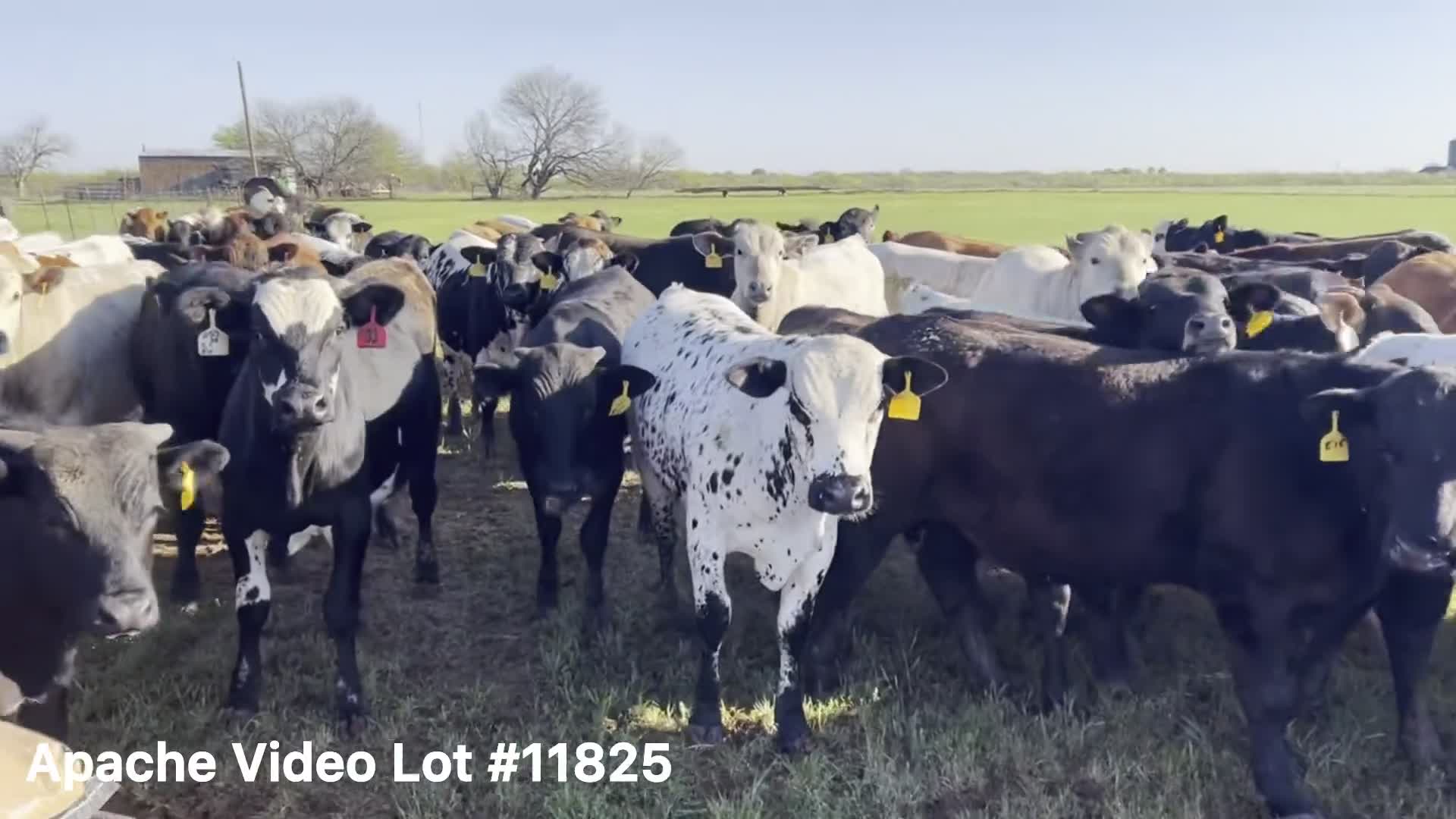 CattleUSA | Live Cattle Auctions