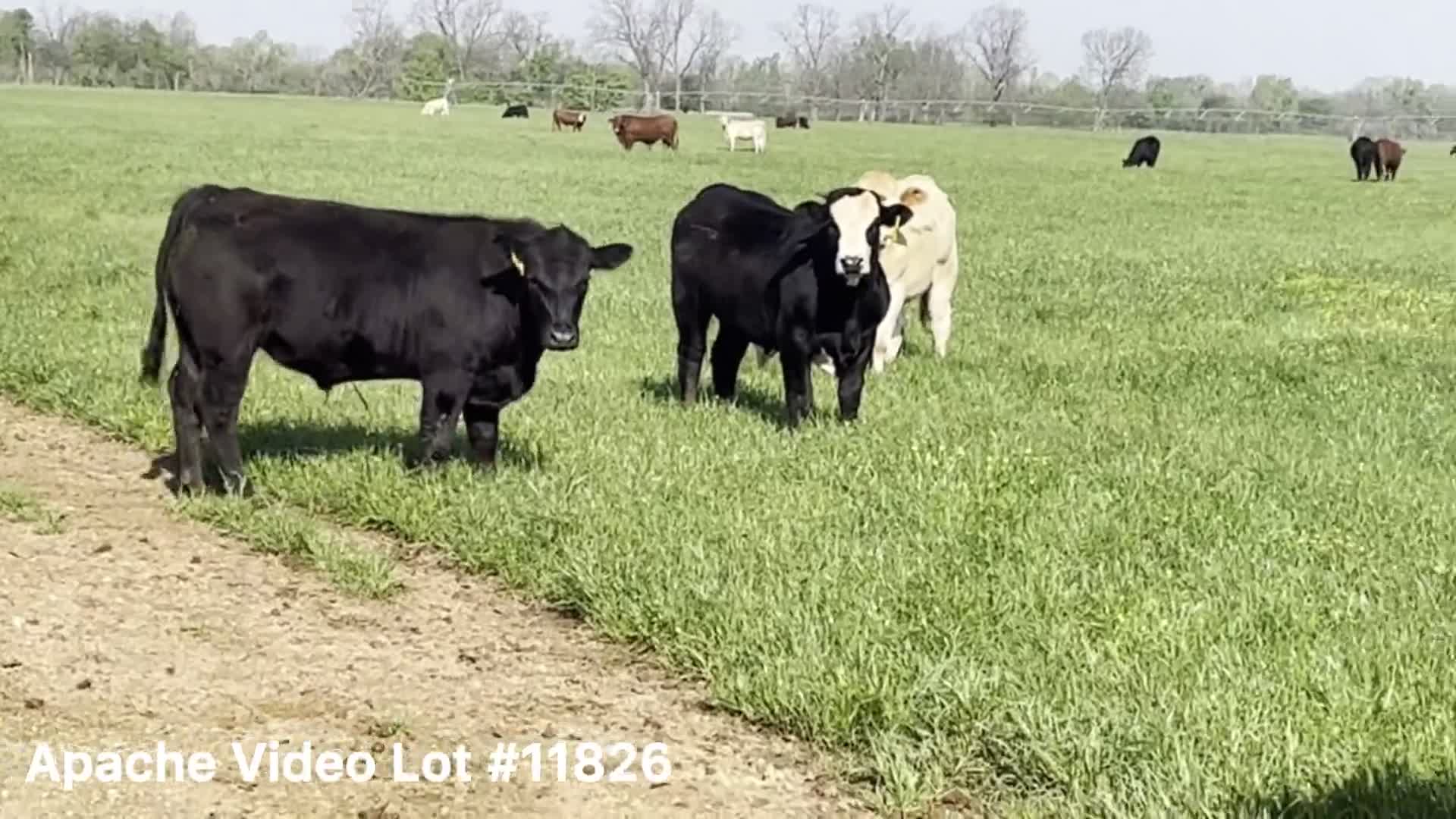 CattleUSA | Live Cattle Auctions