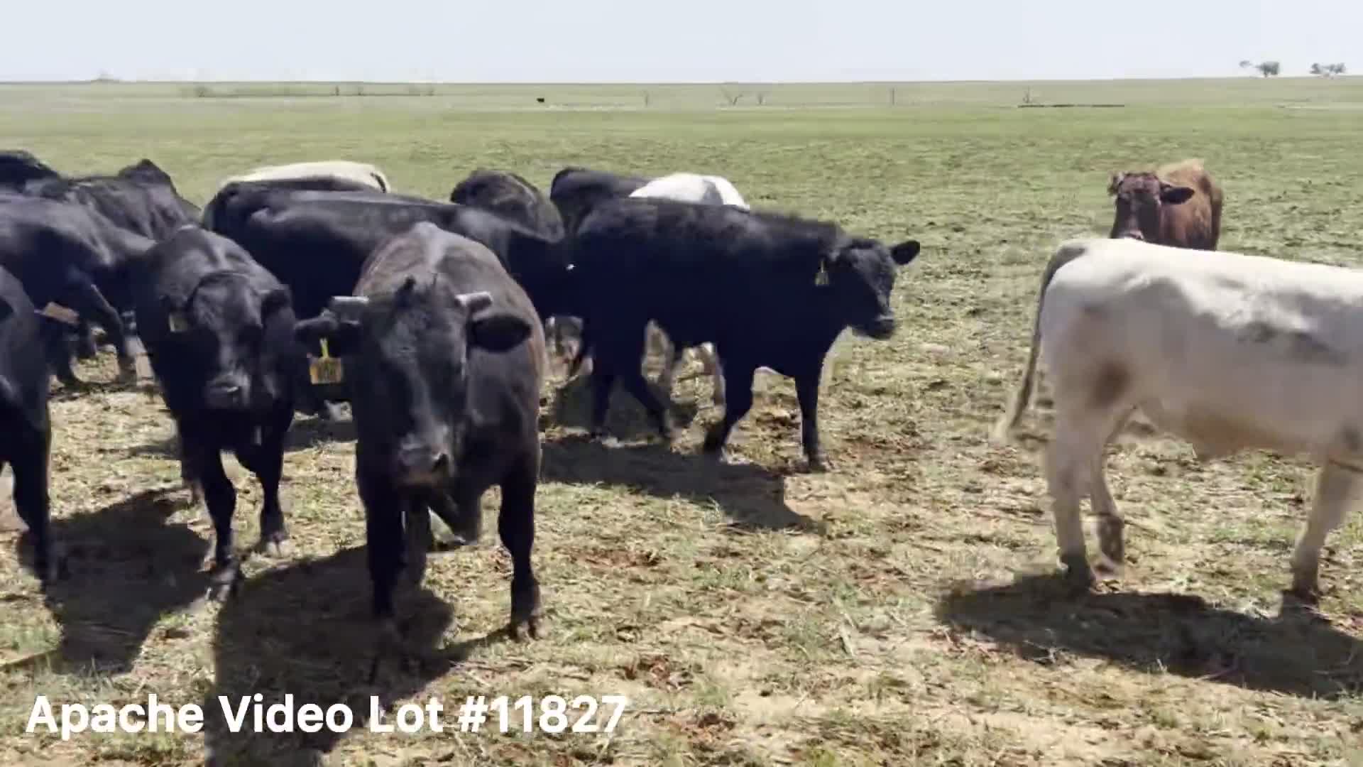 CattleUSA | Live Cattle Auctions