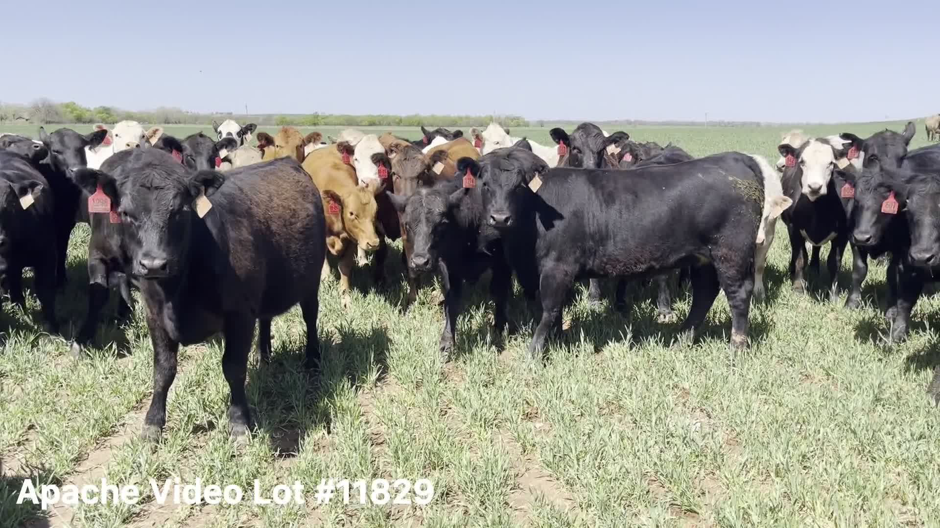 CattleUSA | Live Cattle Auctions