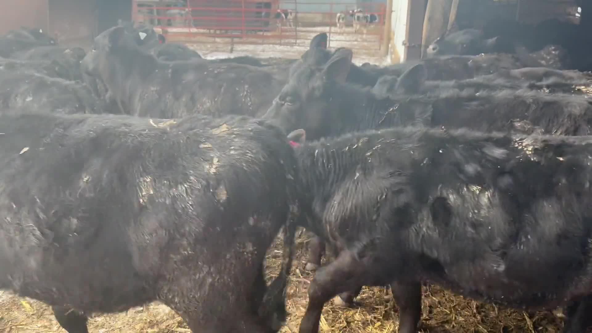 CattleUSA | Live Cattle Auctions