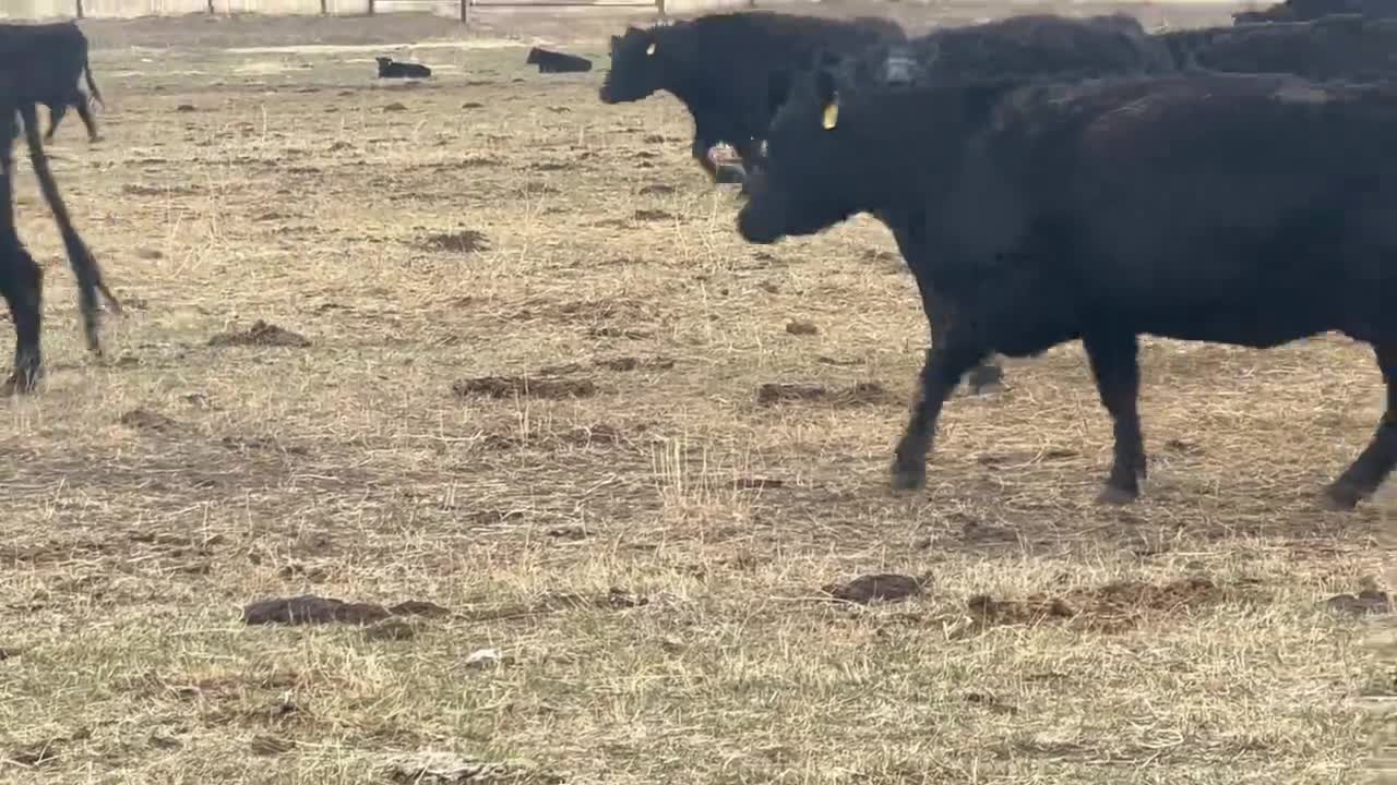 CattleUSA | Live Cattle Auctions