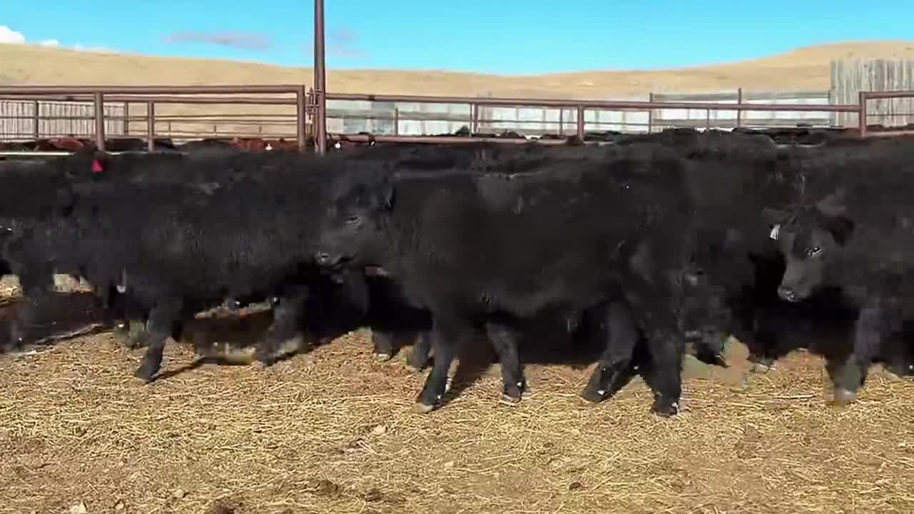 CattleUSA | Live Cattle Auctions