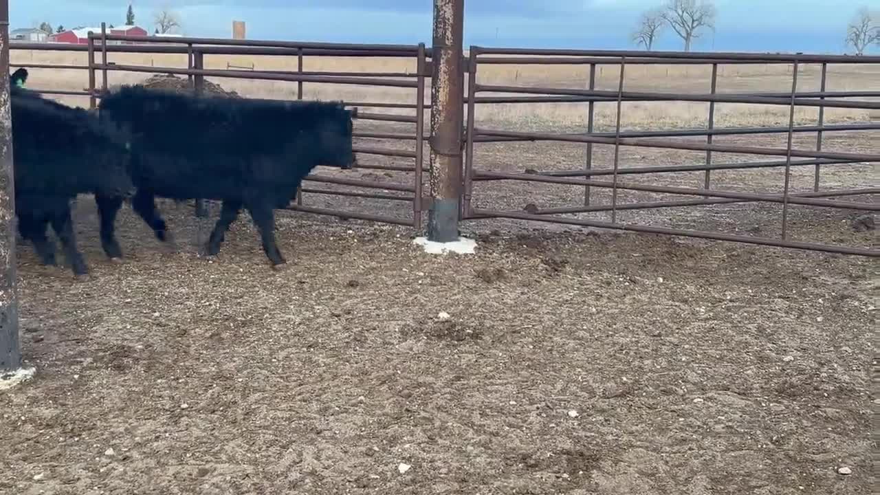 CattleUSA | Live Cattle Auctions