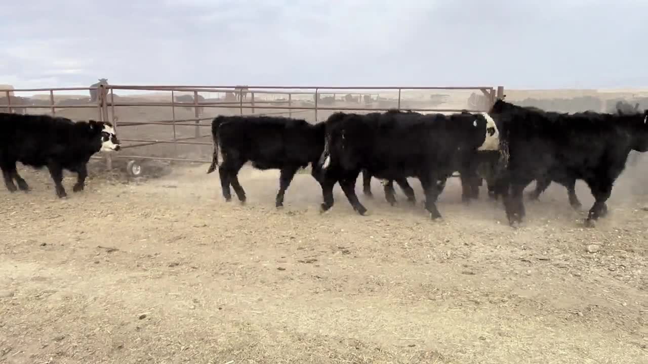 CattleUSA | Live Cattle Auctions