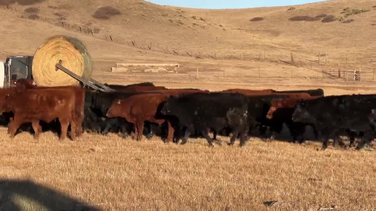 CattleUSA | Live Cattle Auctions