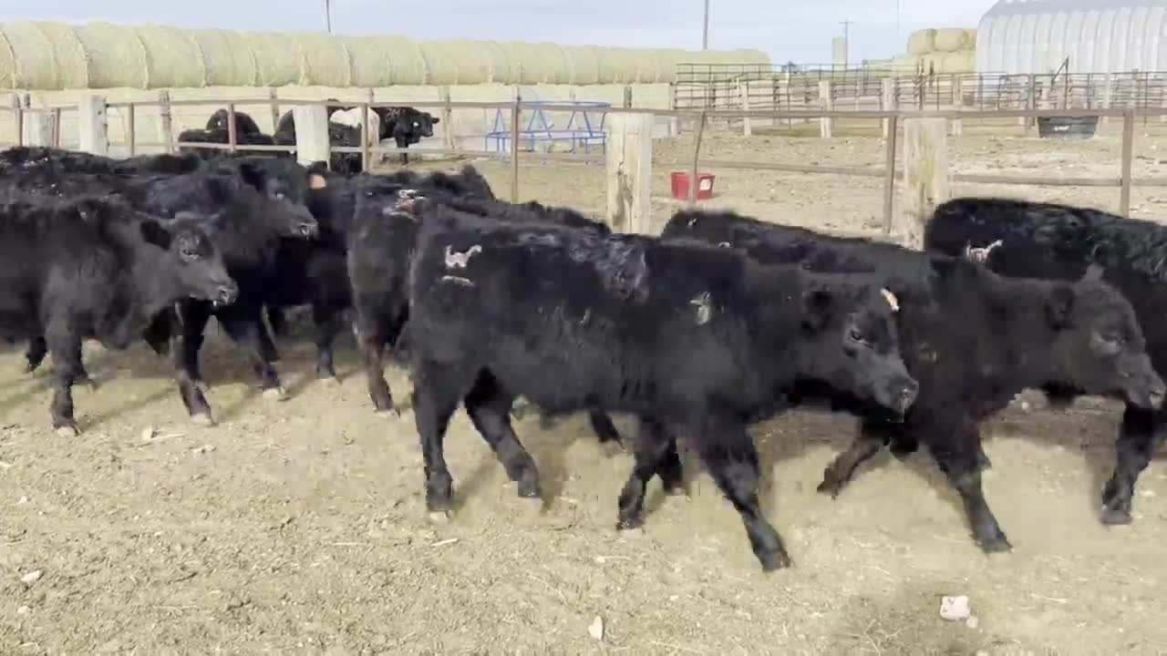 CattleUSA | Live Cattle Auctions