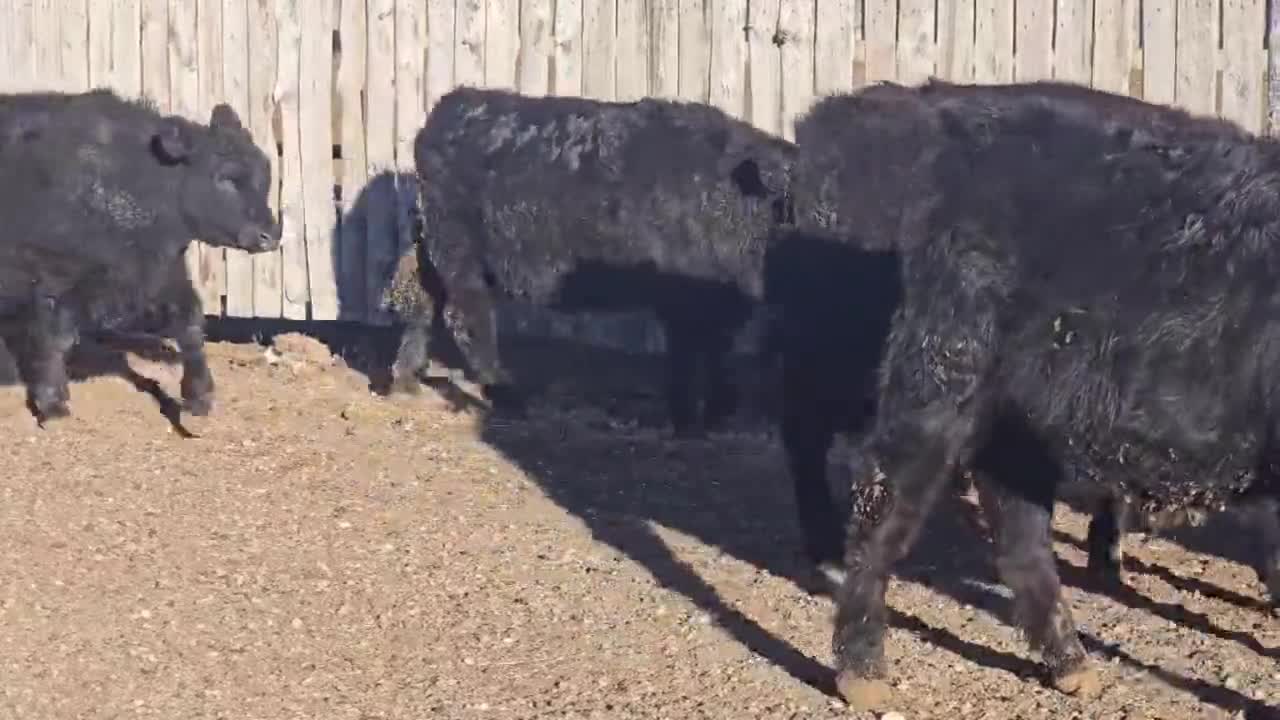 CattleUSA | Live Cattle Auctions