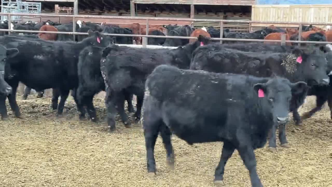 CattleUSA | Live Cattle Auctions