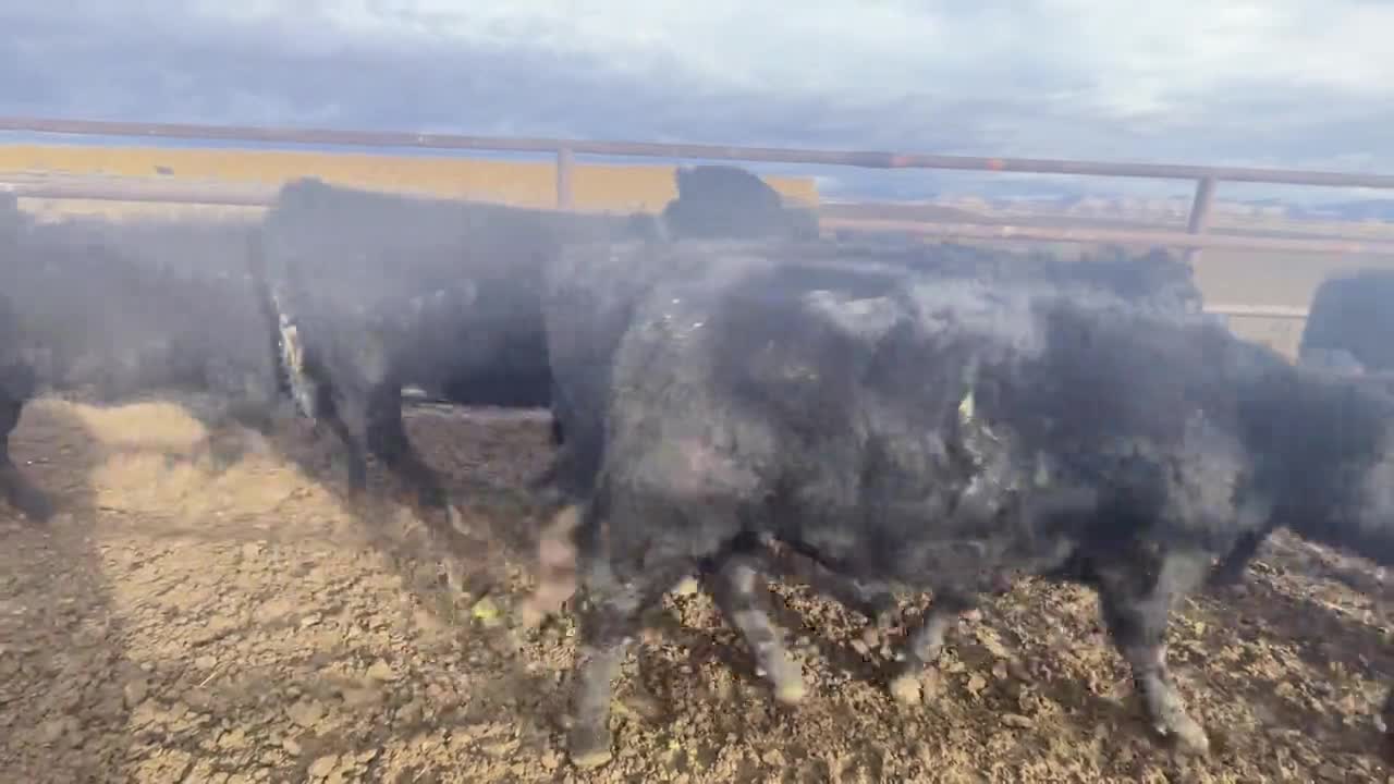 CattleUSA | Live Cattle Auctions
