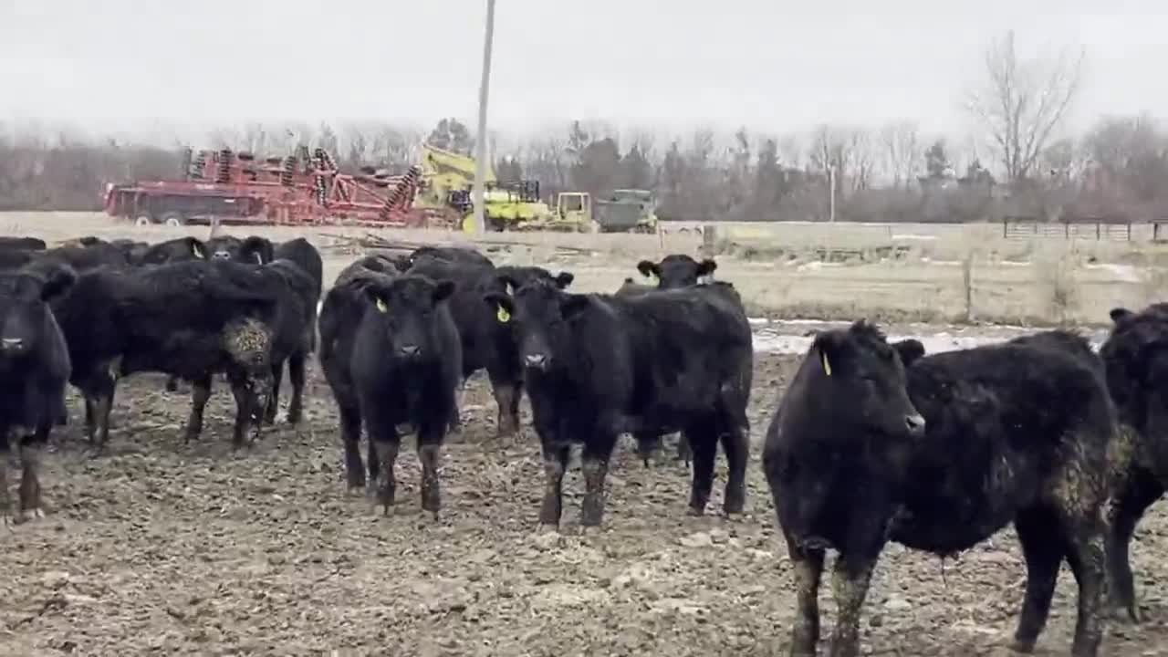 CattleUSA | Live Cattle Auctions