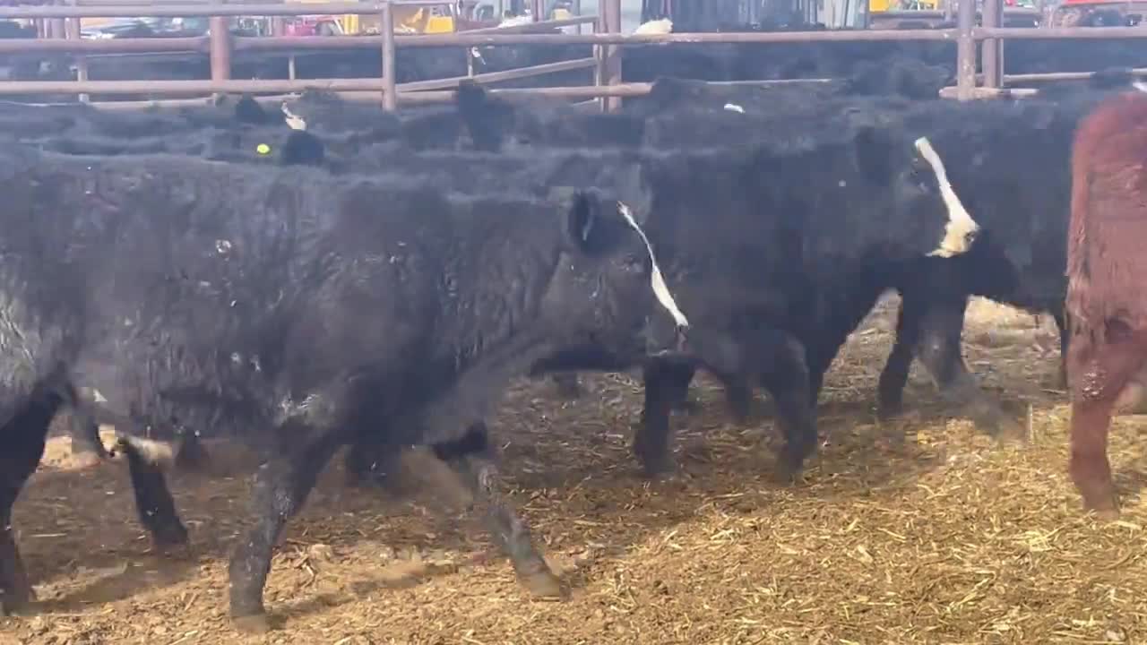 CattleUSA | Live Cattle Auctions