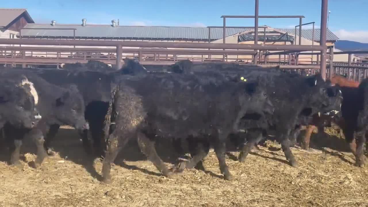 CattleUSA | Live Cattle Auctions