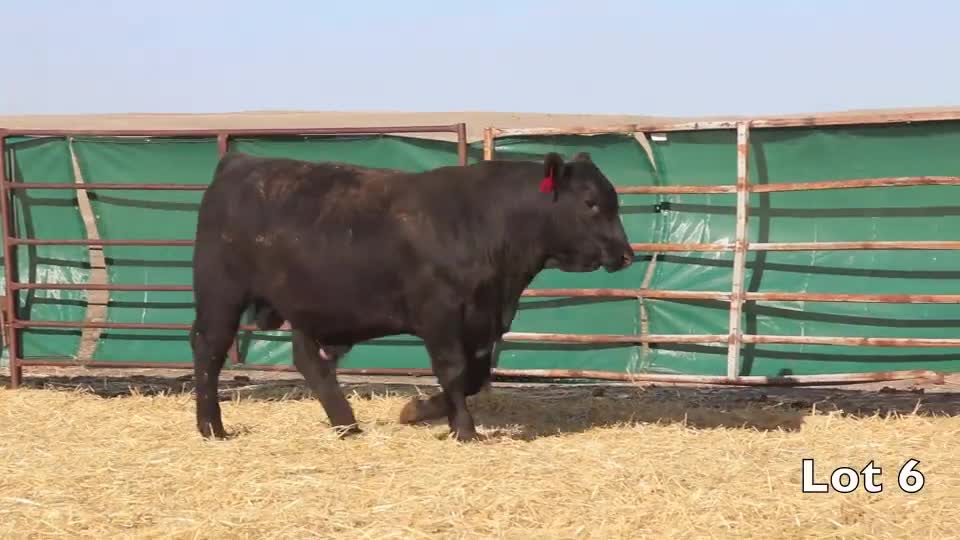 CattleUSA | Live Cattle Auctions