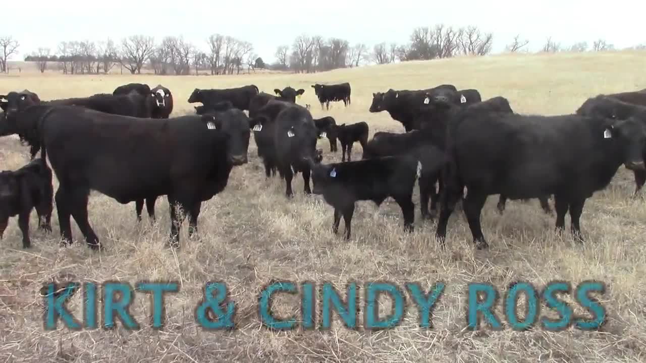 CattleUSA | Live Cattle Auctions