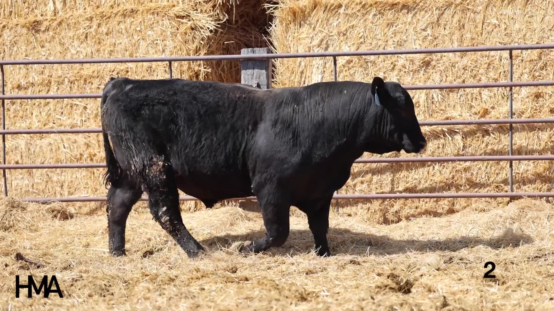 CattleUSA | Live Cattle Auctions