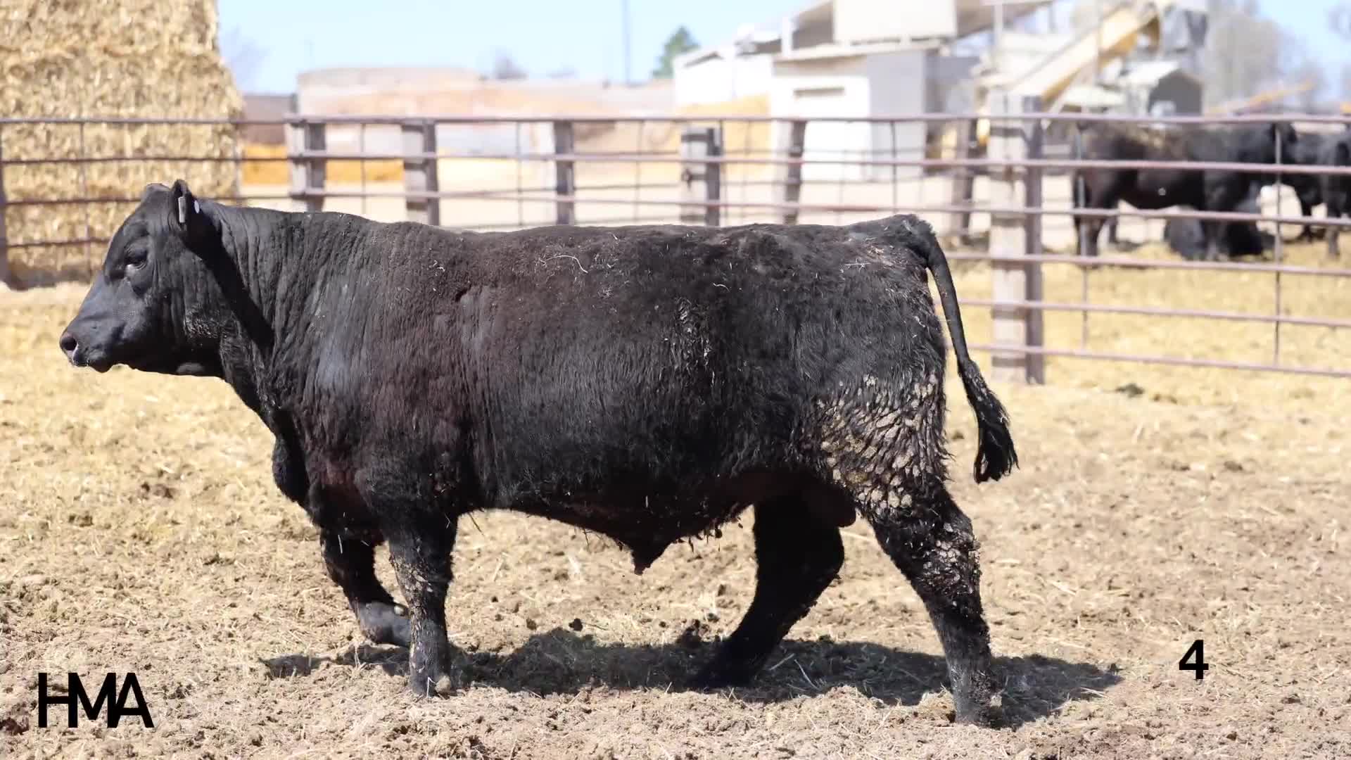 CattleUSA | Live Cattle Auctions