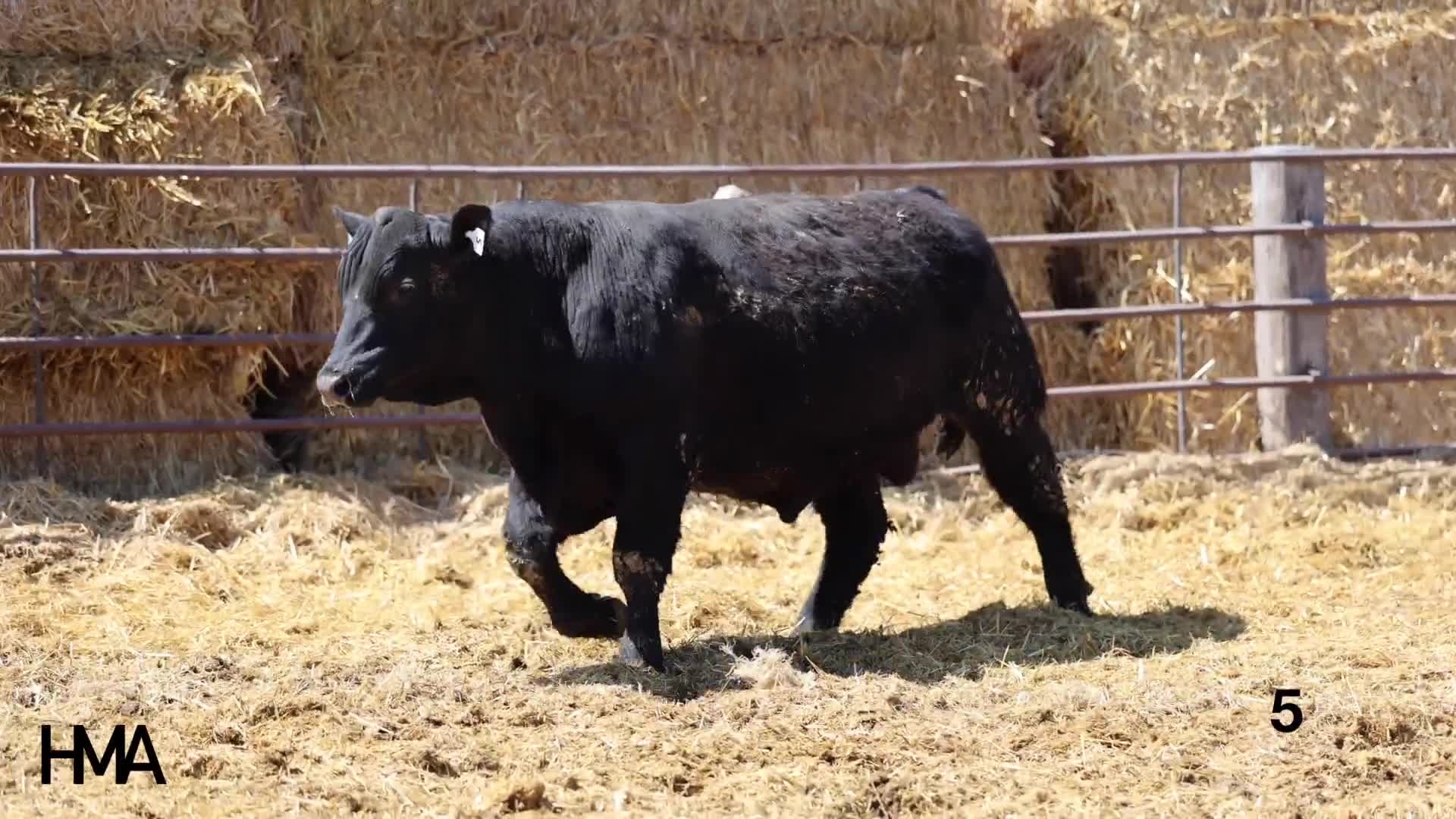 CattleUSA | Live Cattle Auctions