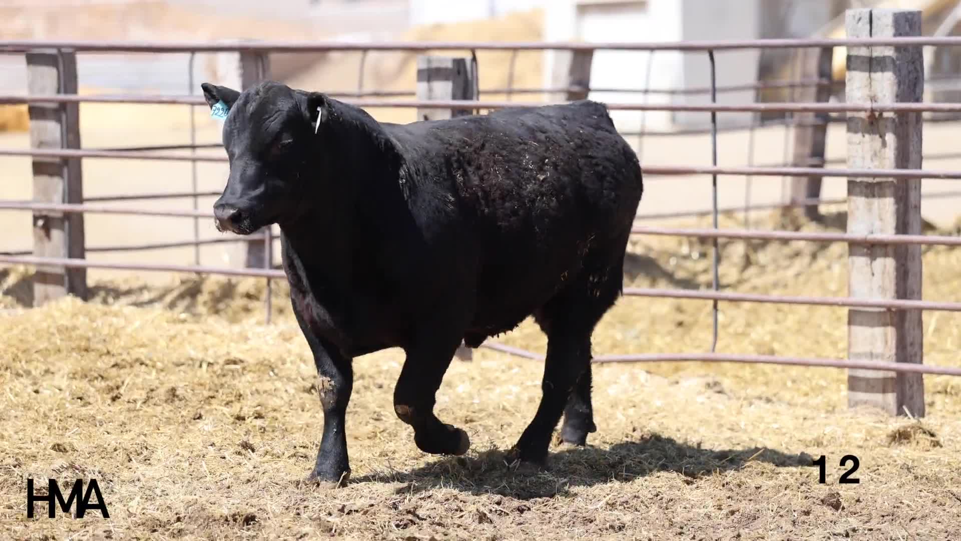 CattleUSA | Live Cattle Auctions