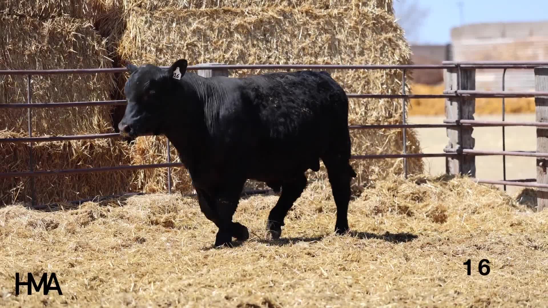 CattleUSA | Live Cattle Auctions