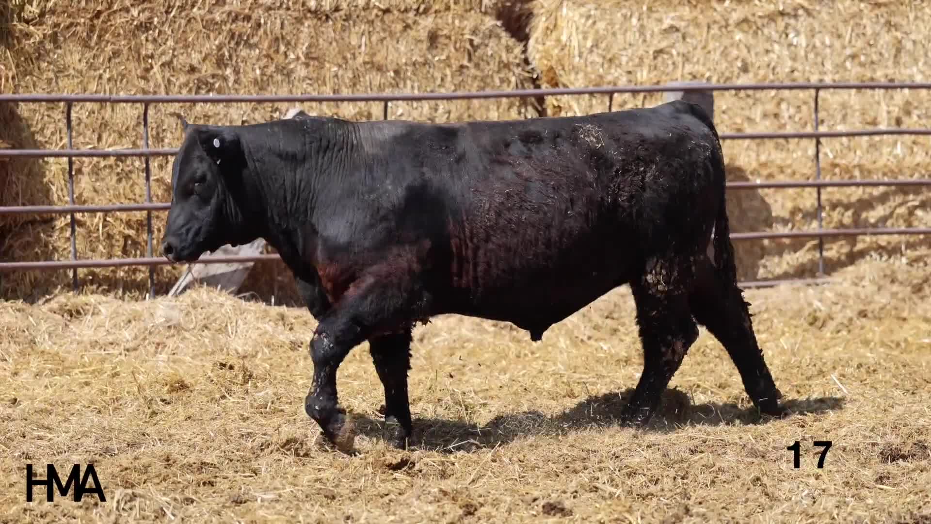 CattleUSA | Live Cattle Auctions