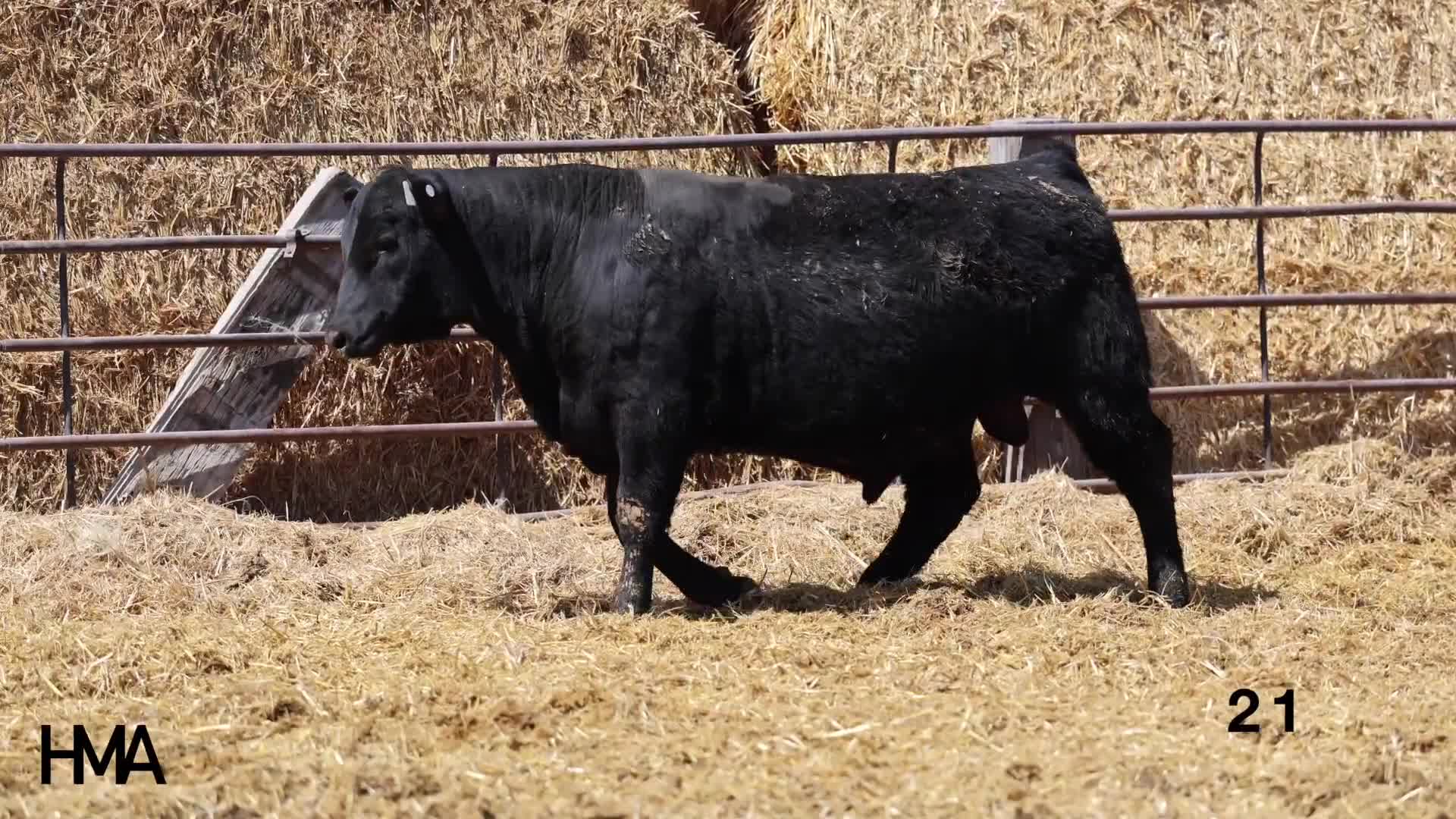 CattleUSA | Live Cattle Auctions