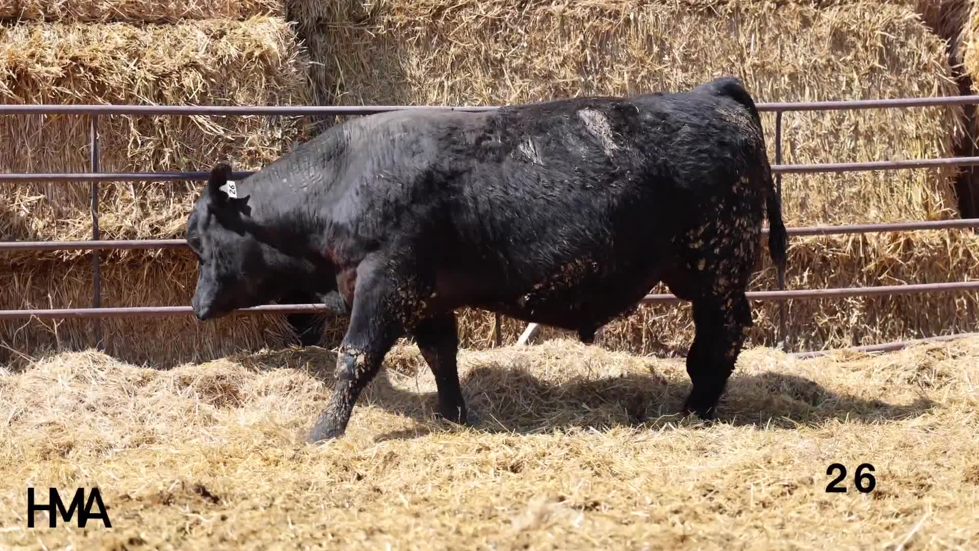 CattleUSA | Live Cattle Auctions