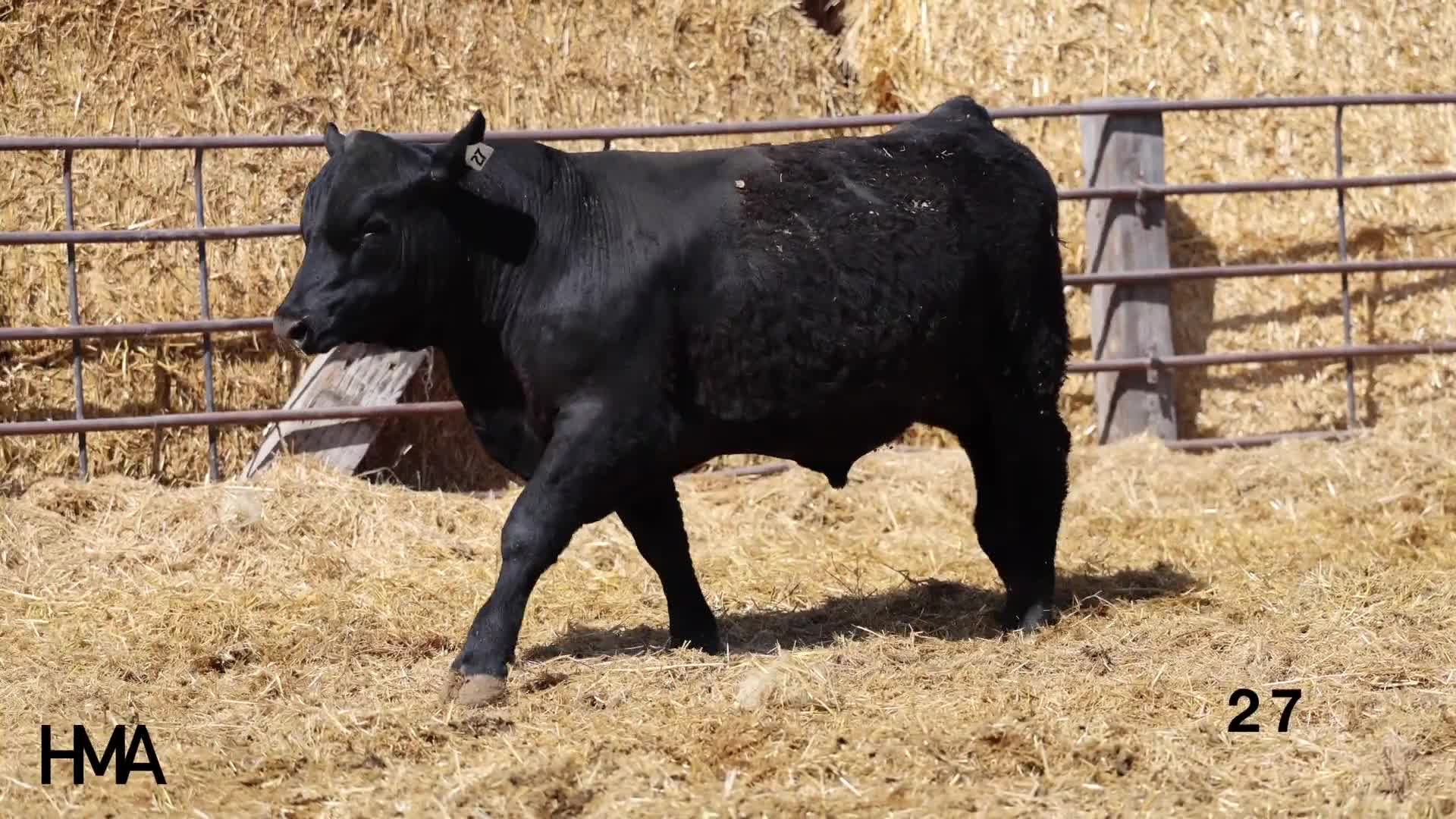 CattleUSA | Live Cattle Auctions