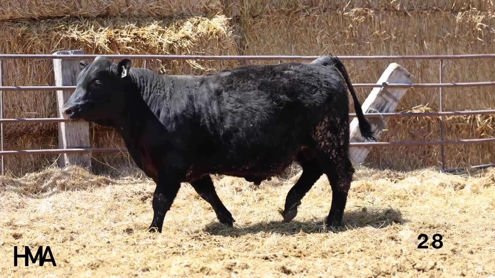 CattleUSA | Live Cattle Auctions