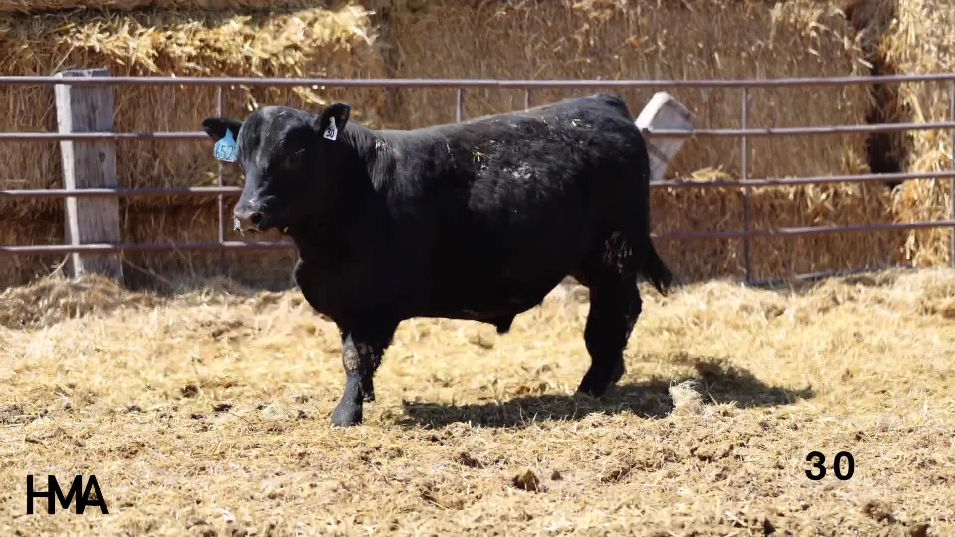 CattleUSA | Live Cattle Auctions