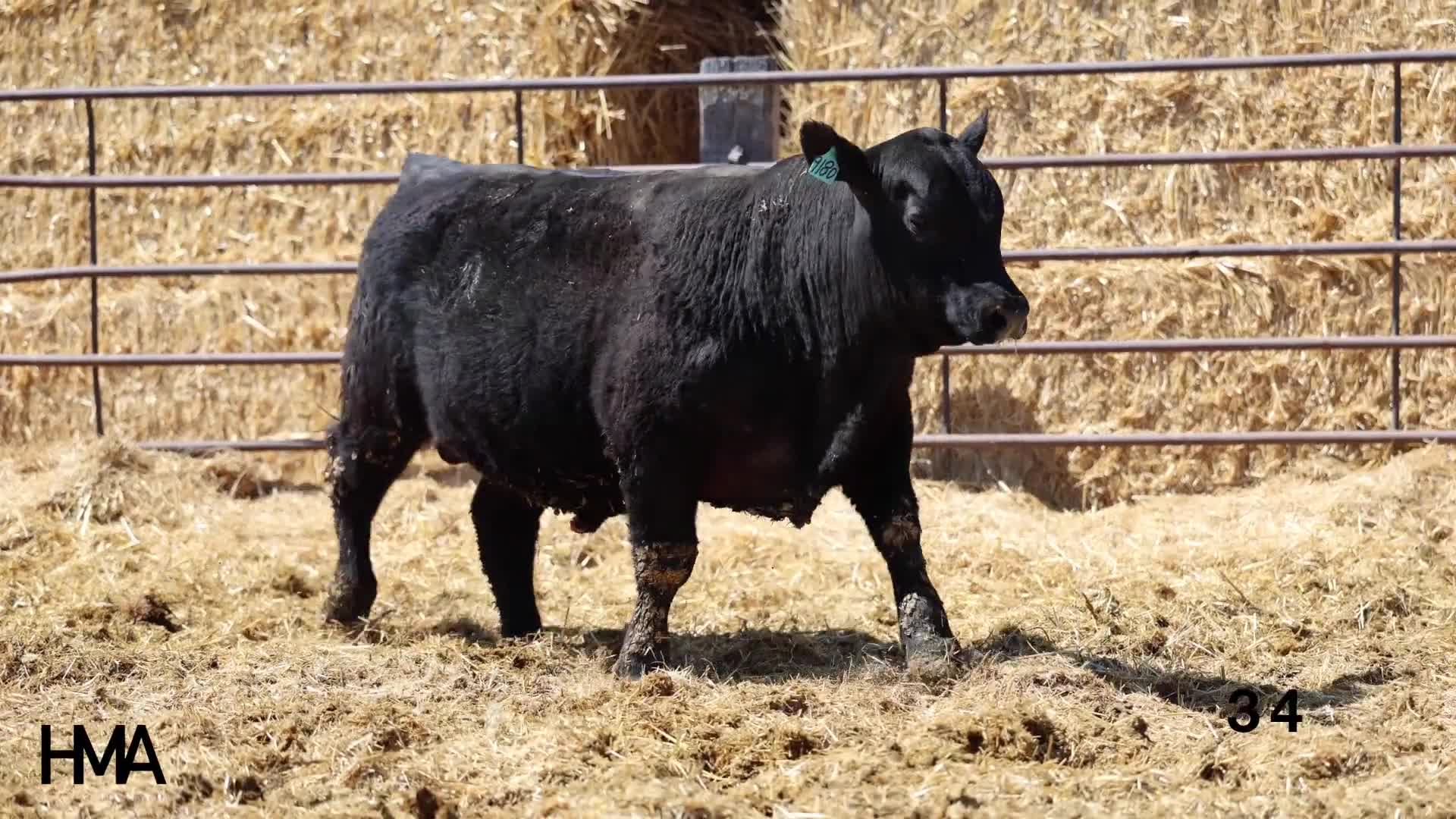 CattleUSA | Live Cattle Auctions