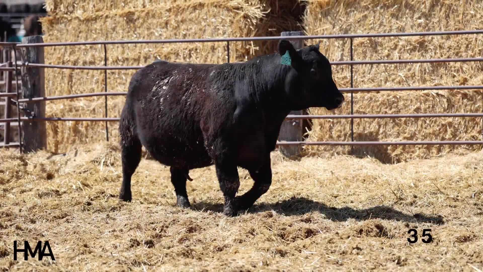 CattleUSA | Live Cattle Auctions