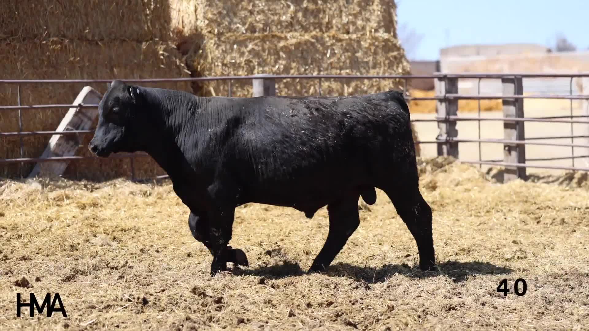 CattleUSA | Live Cattle Auctions
