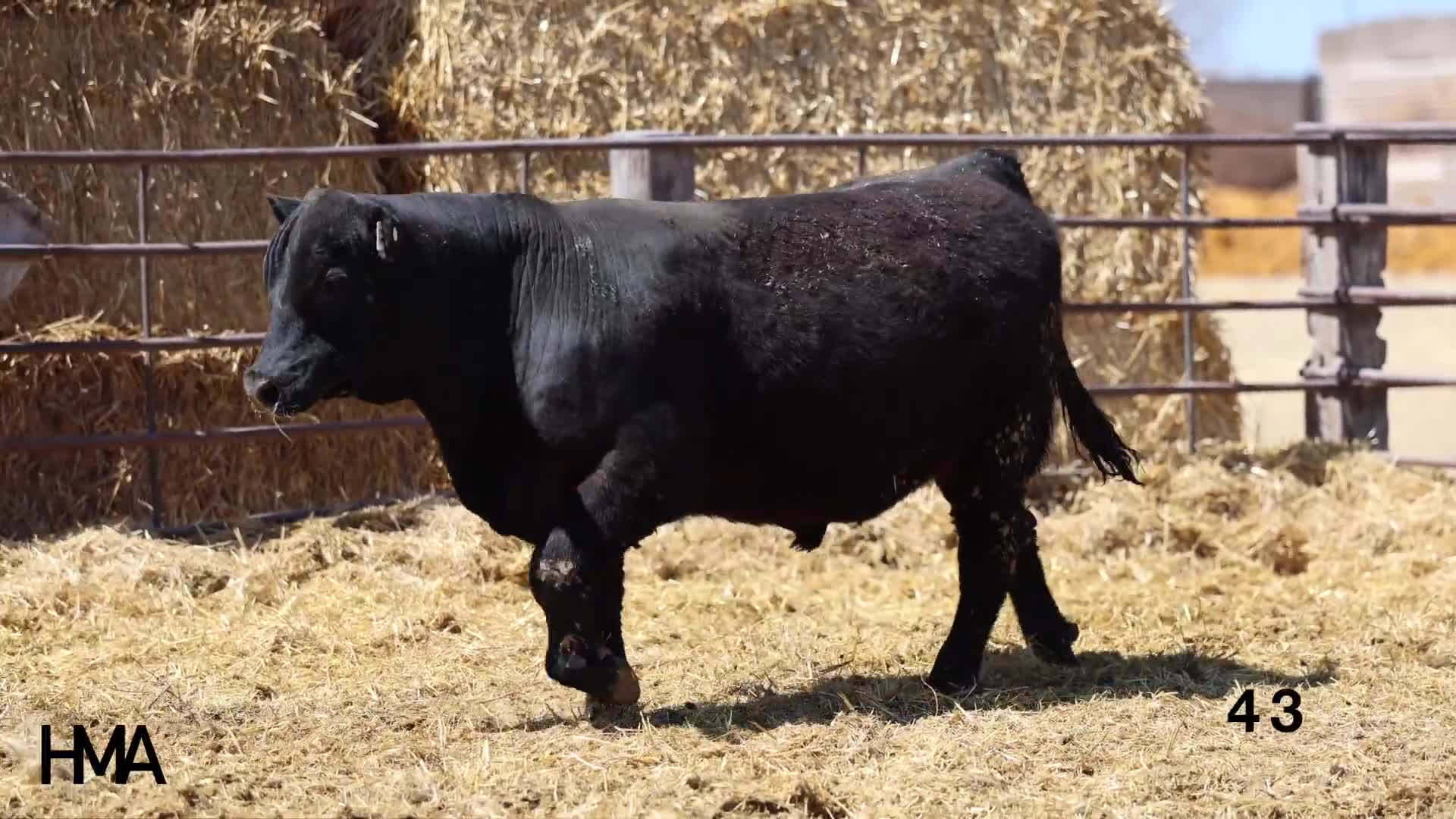 CattleUSA | Live Cattle Auctions