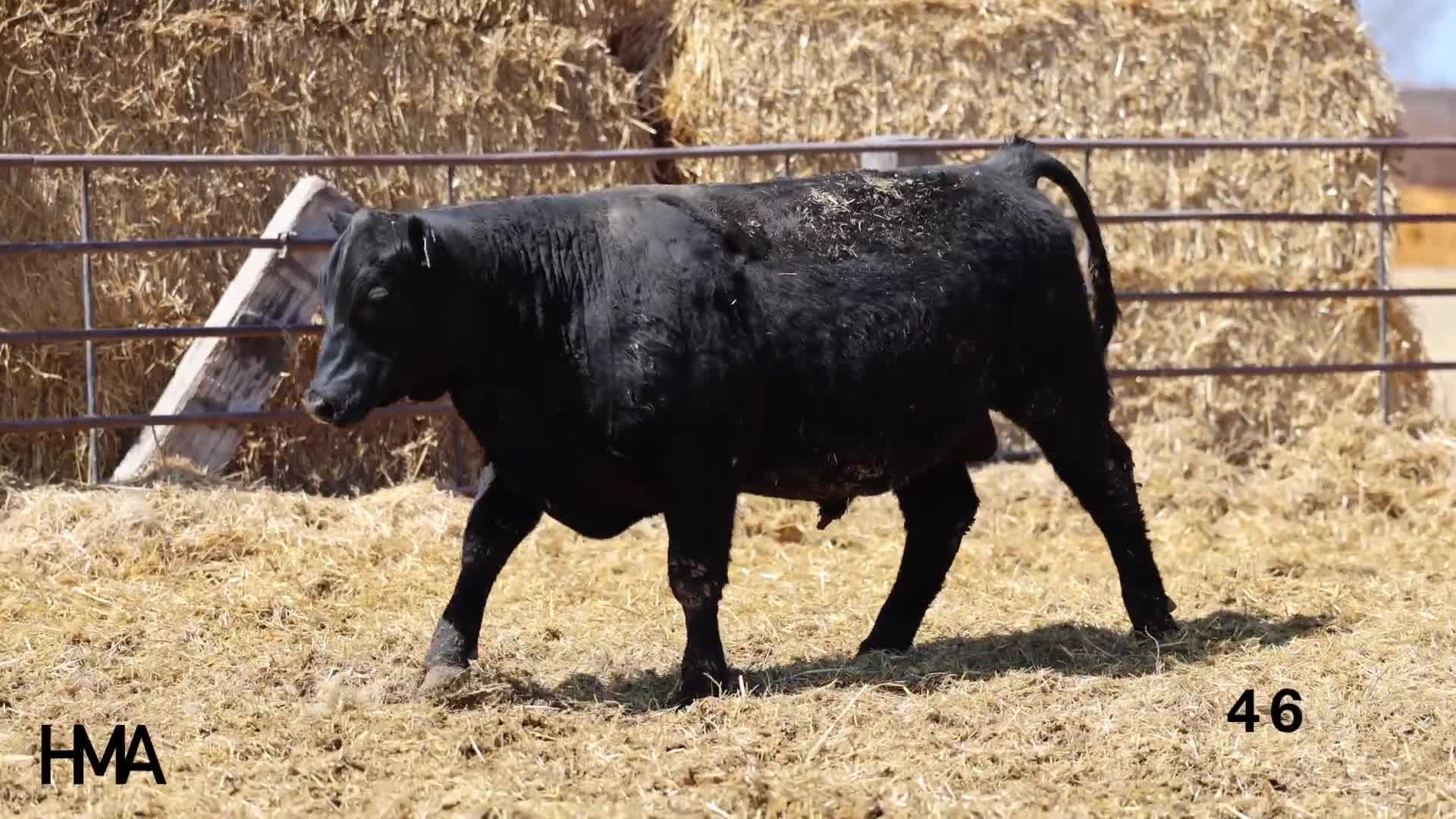 CattleUSA | Live Cattle Auctions