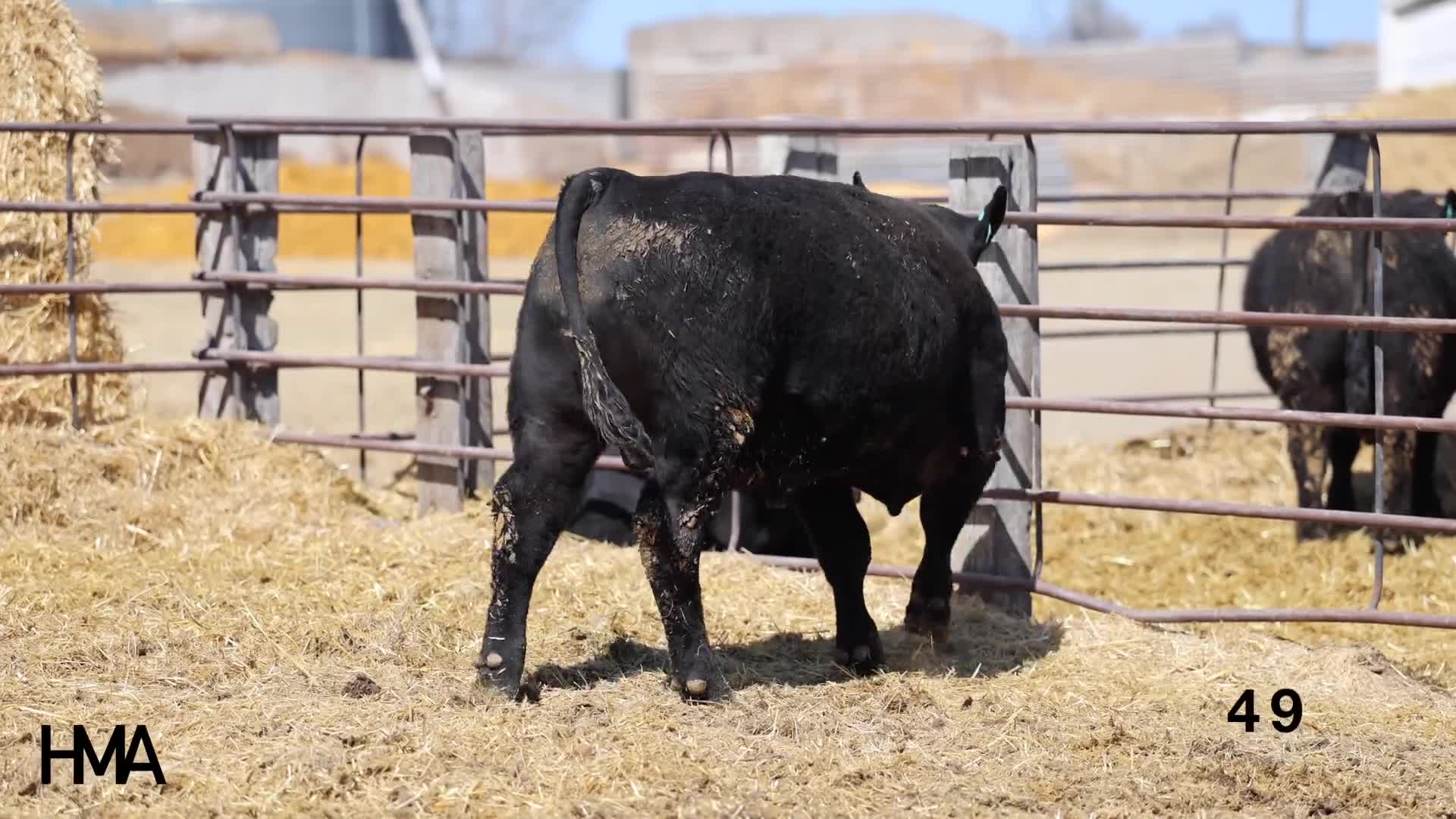 CattleUSA | Live Cattle Auctions