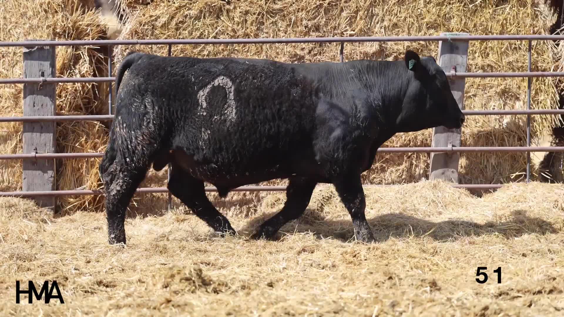 CattleUSA | Live Cattle Auctions