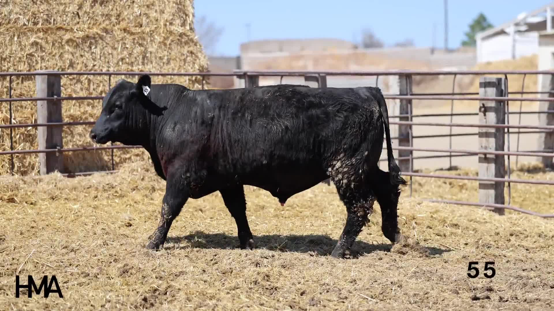 CattleUSA | Live Cattle Auctions