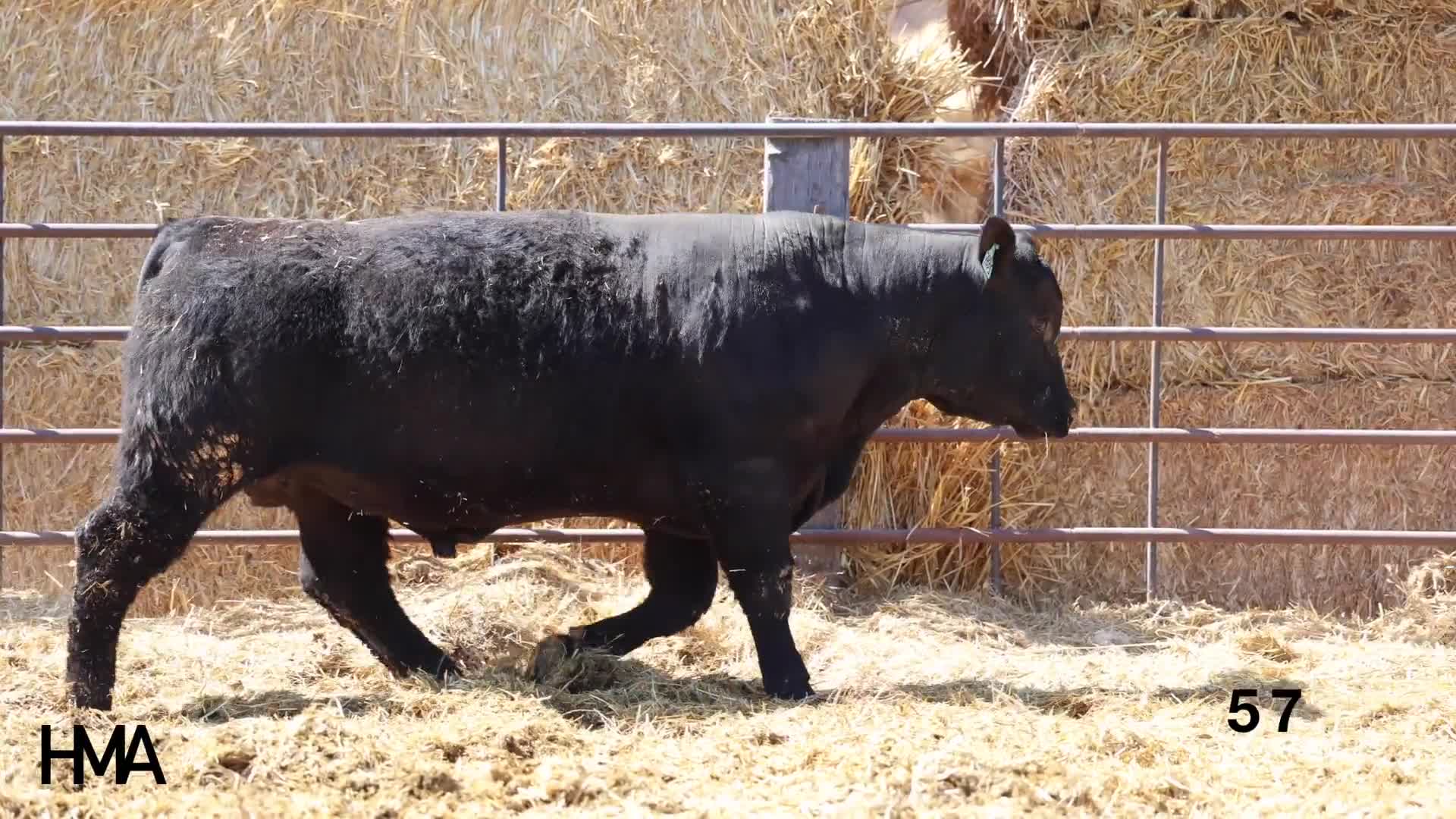 CattleUSA | Live Cattle Auctions