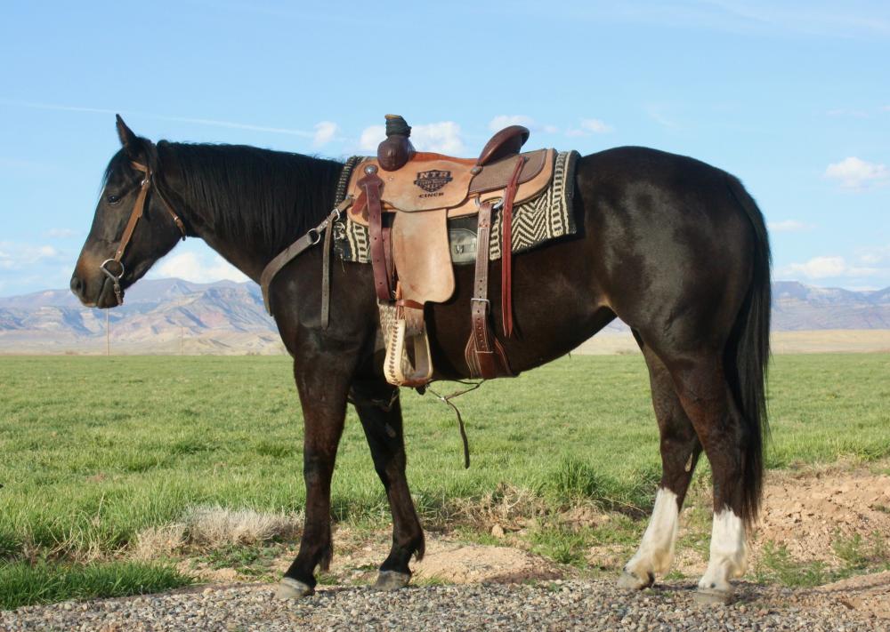 CattleUSA | Live Cattle Auctions