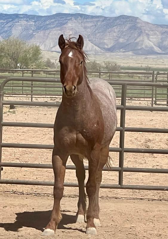 CattleUSA | Live Cattle Auctions