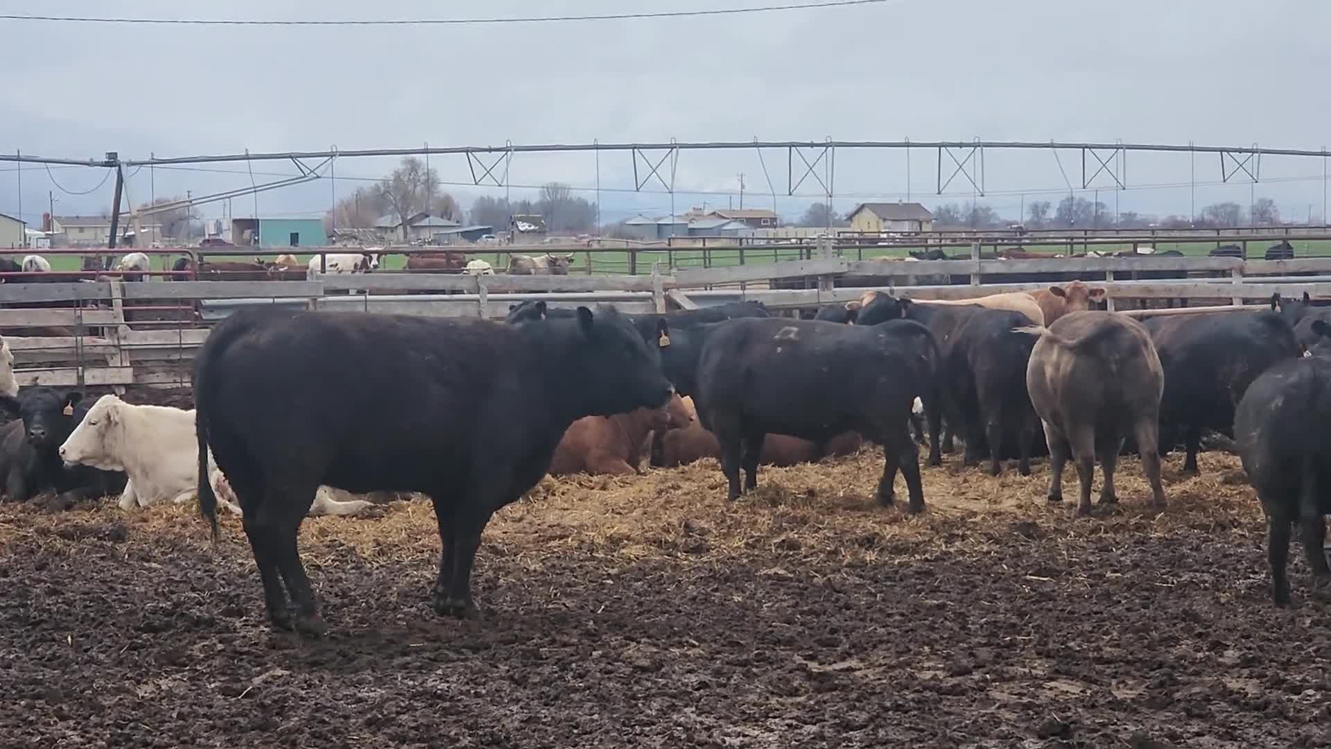 CattleUSA | Live Cattle Auctions
