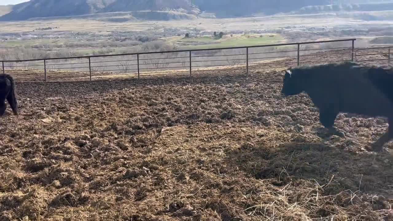 CattleUSA | Live Cattle Auctions