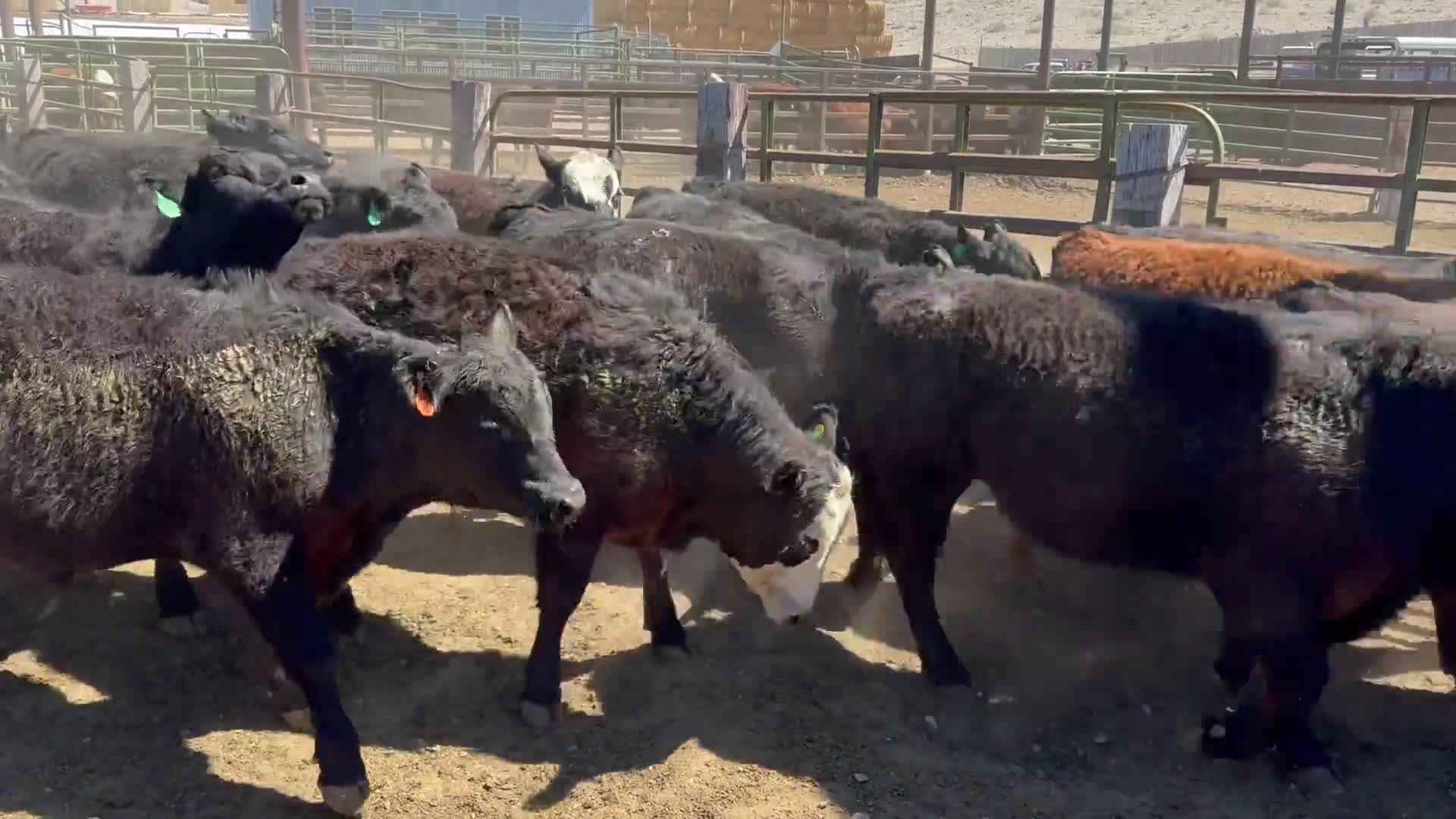 CattleUSA | Live Cattle Auctions