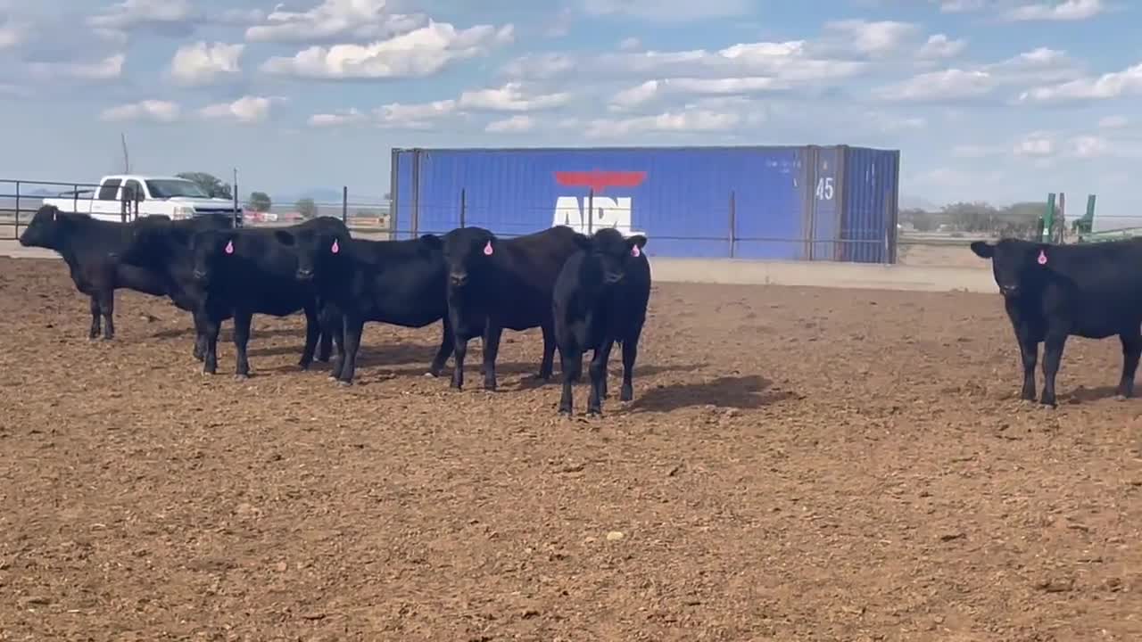 CattleUSA | Live Cattle Auctions