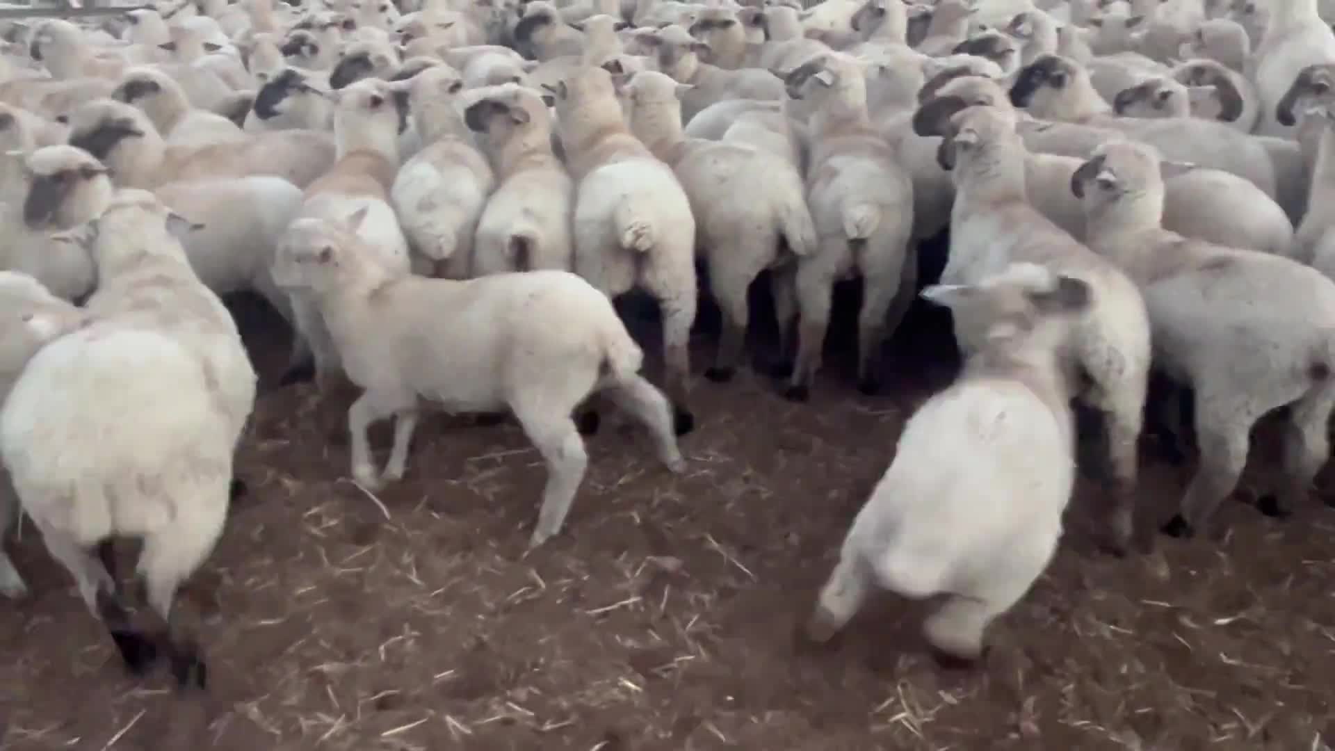 CattleUSA | Live Cattle Auctions