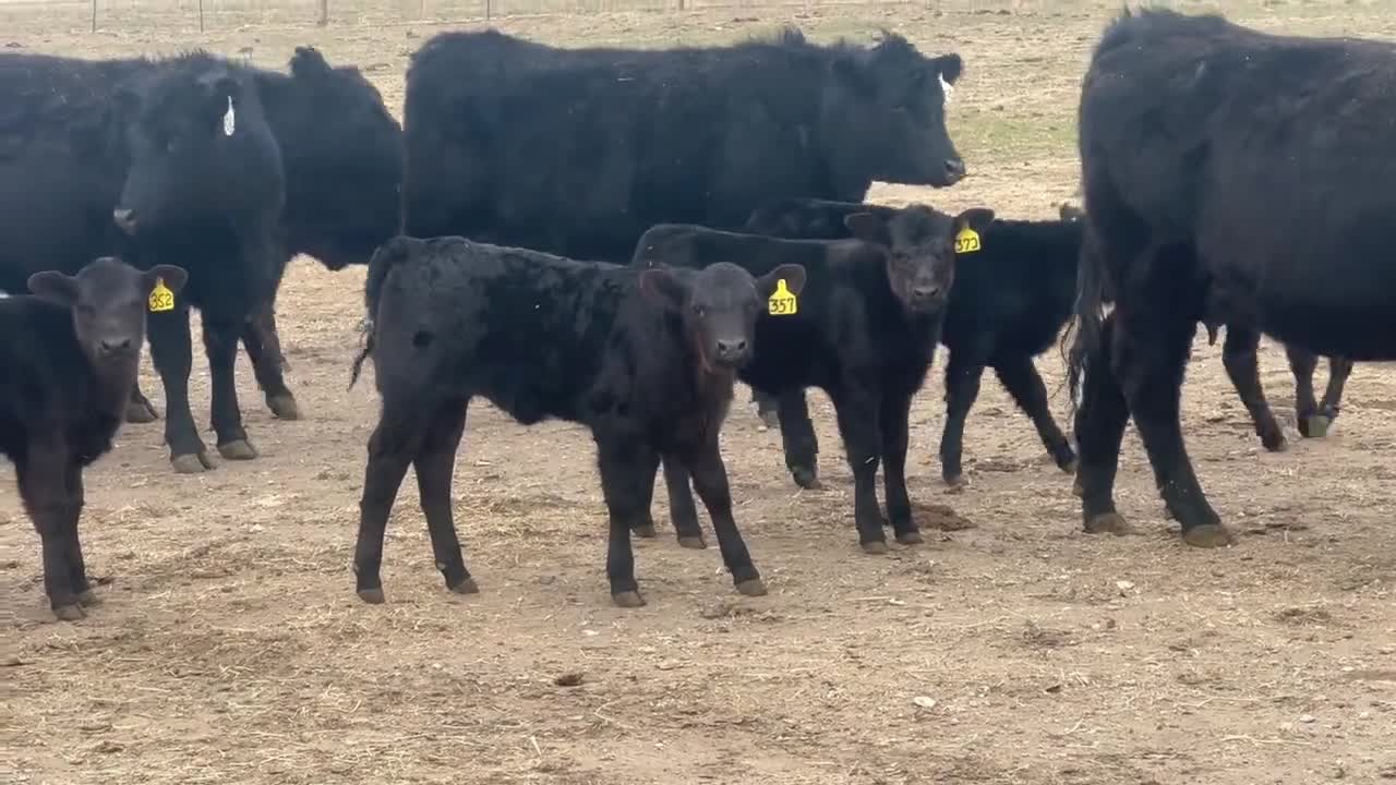 CattleUSA | Live Cattle Auctions